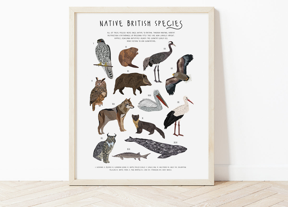 British Native Species Print – Bea Baranowska Illustration
