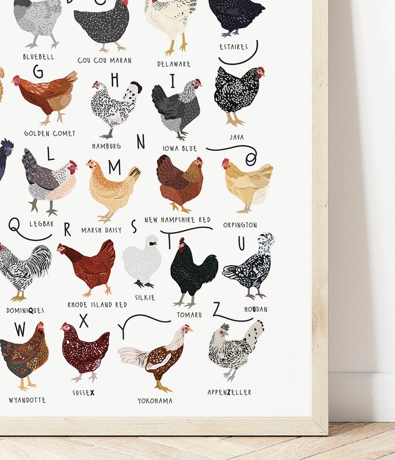 Baby Chicken Breed Chart Chicken Growth Stages How Chickens Grow